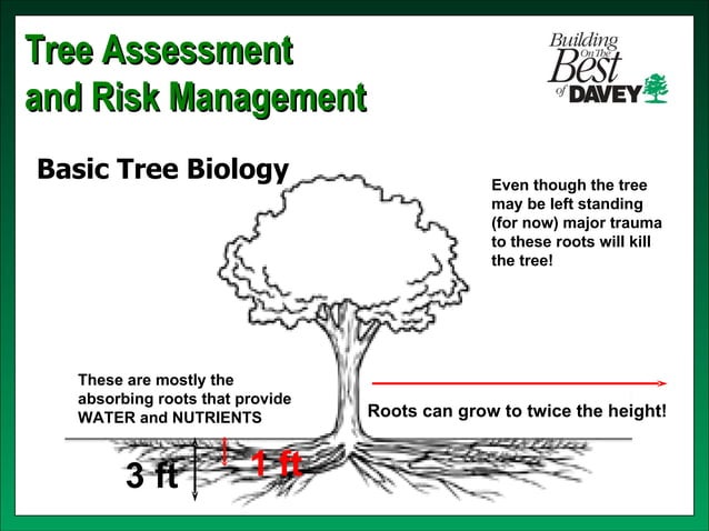 Isa training tree risk assessment & cabling bracing | PPT