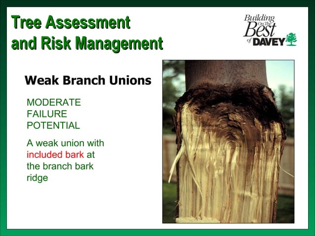 Isa training tree risk assessment & cabling bracing | PPT