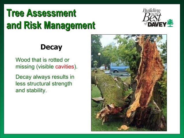Isa training tree risk assessment & cabling bracing | PPT