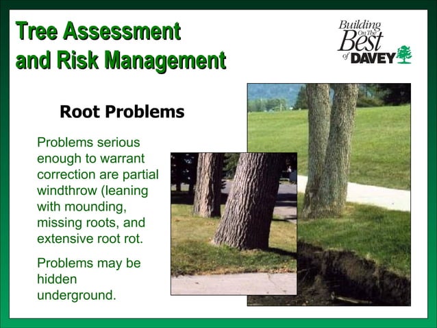 Isa training tree risk assessment & cabling bracing | PPT