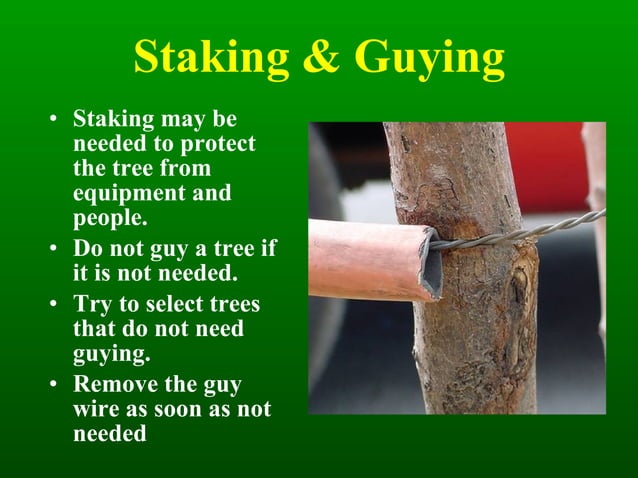 Isa tree planting ii | PPT