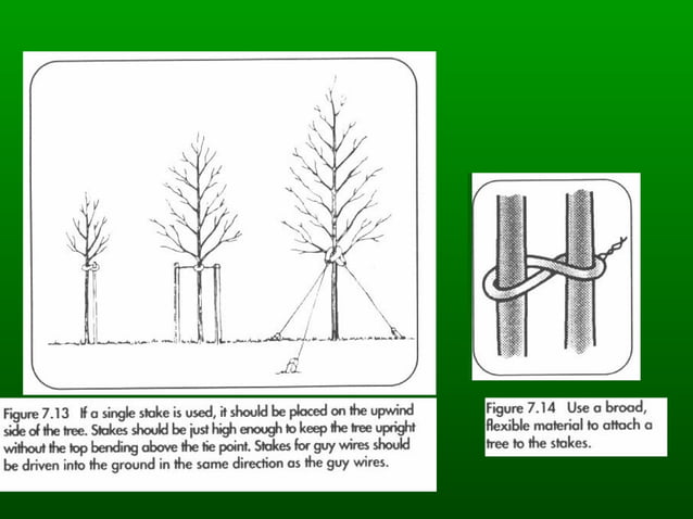 Isa tree planting ii | PPT