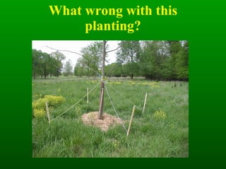 Isa tree planting second half | PPT