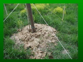 Isa tree planting second half | PPT