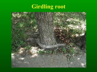 Isa tree planting second half | PPT