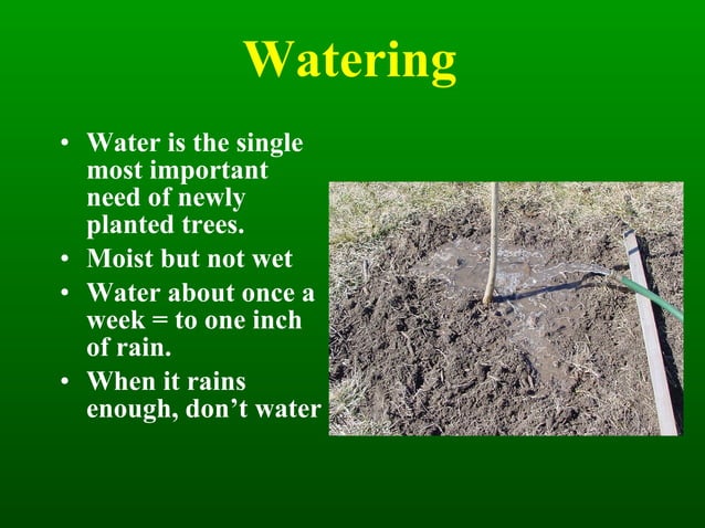 Isa tree planting second half | PPT