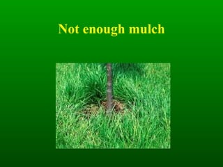 Isa tree planting second half | PPT