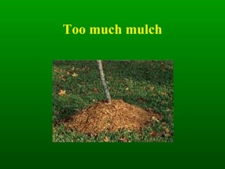 Isa tree planting second half | PPT