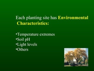 Isa tree selection | PPT