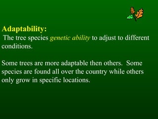 Isa tree selection | PPT