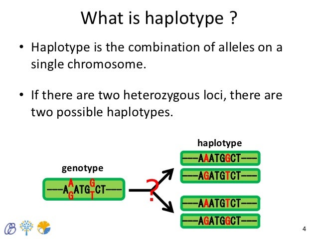 MixSIH: a mixture model for single individual haplotyping