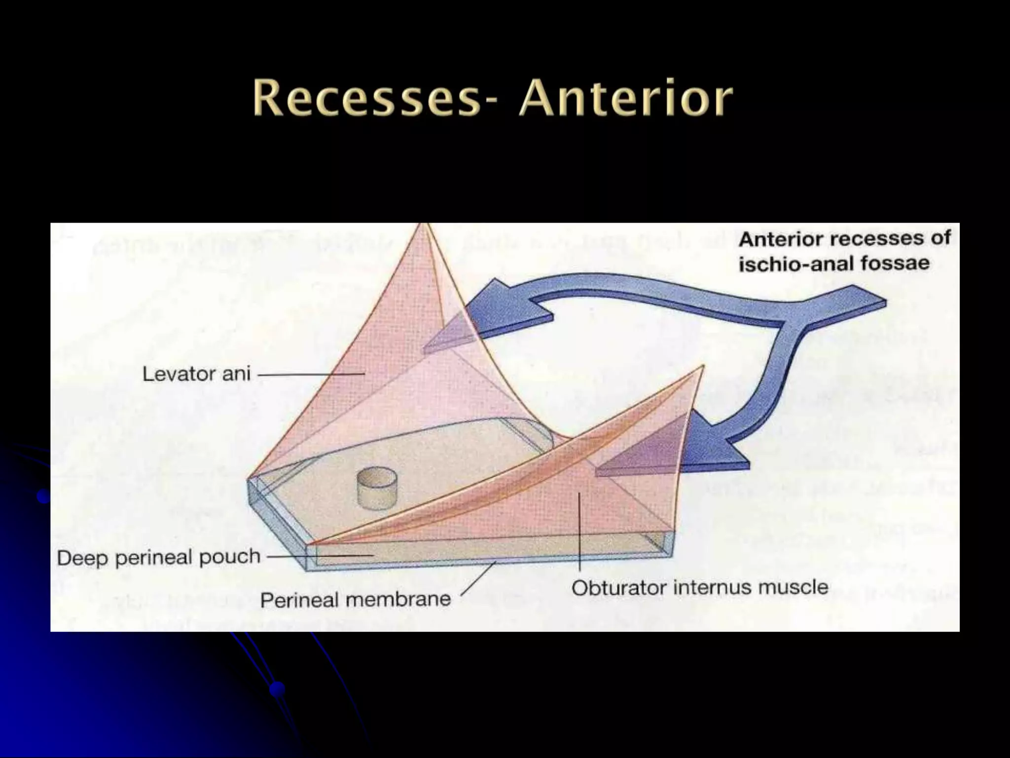 Ischiorectal-fossa.ppt
