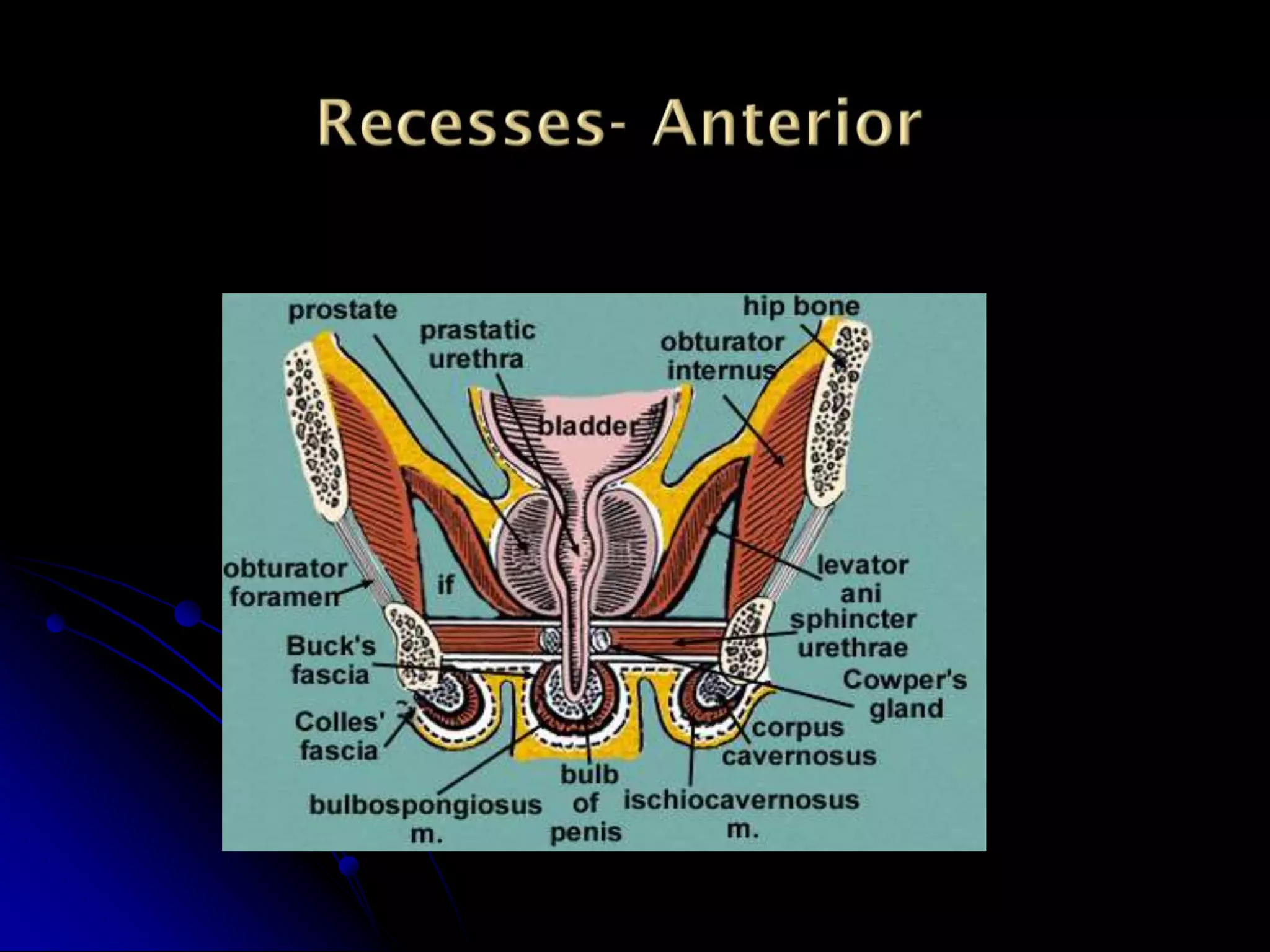 Ischiorectal-fossa.ppt