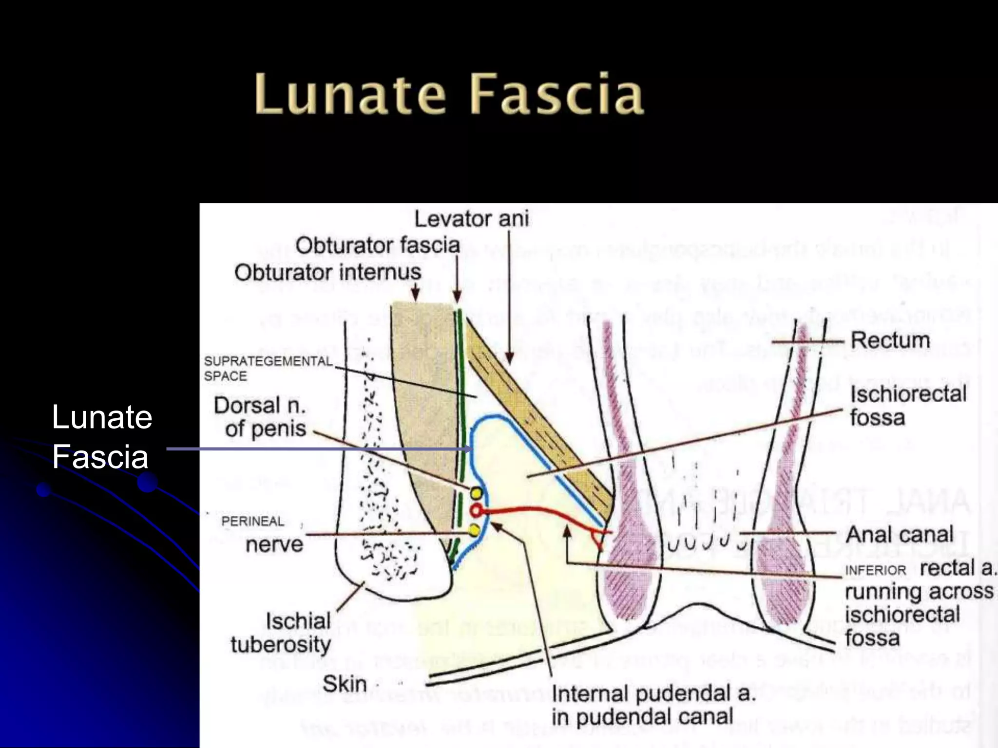 Ischiorectal-fossa.ppt