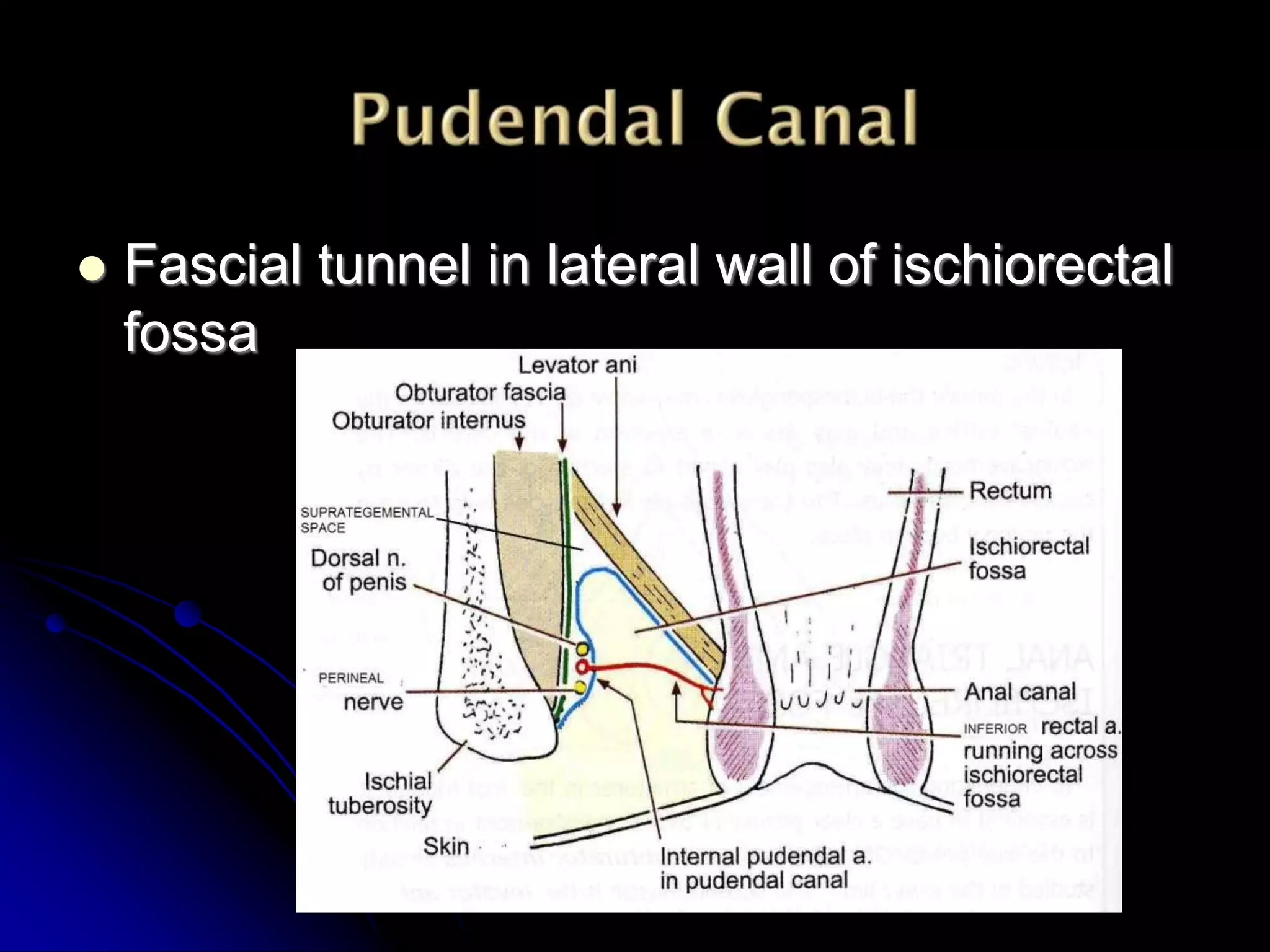 Ischiorectal-fossa.ppt