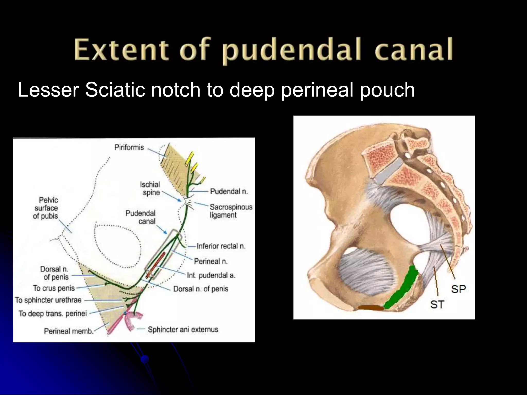 Ischiorectal-fossa.ppt