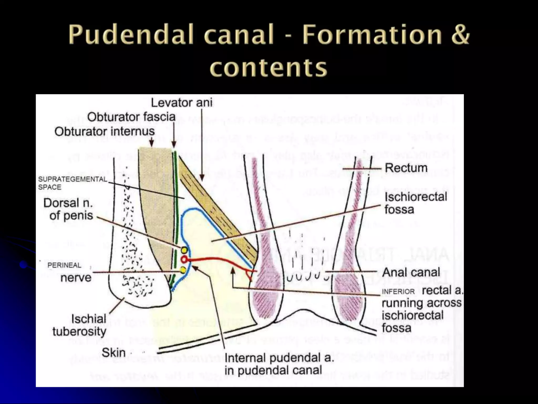 Ischiorectal-fossa.ppt