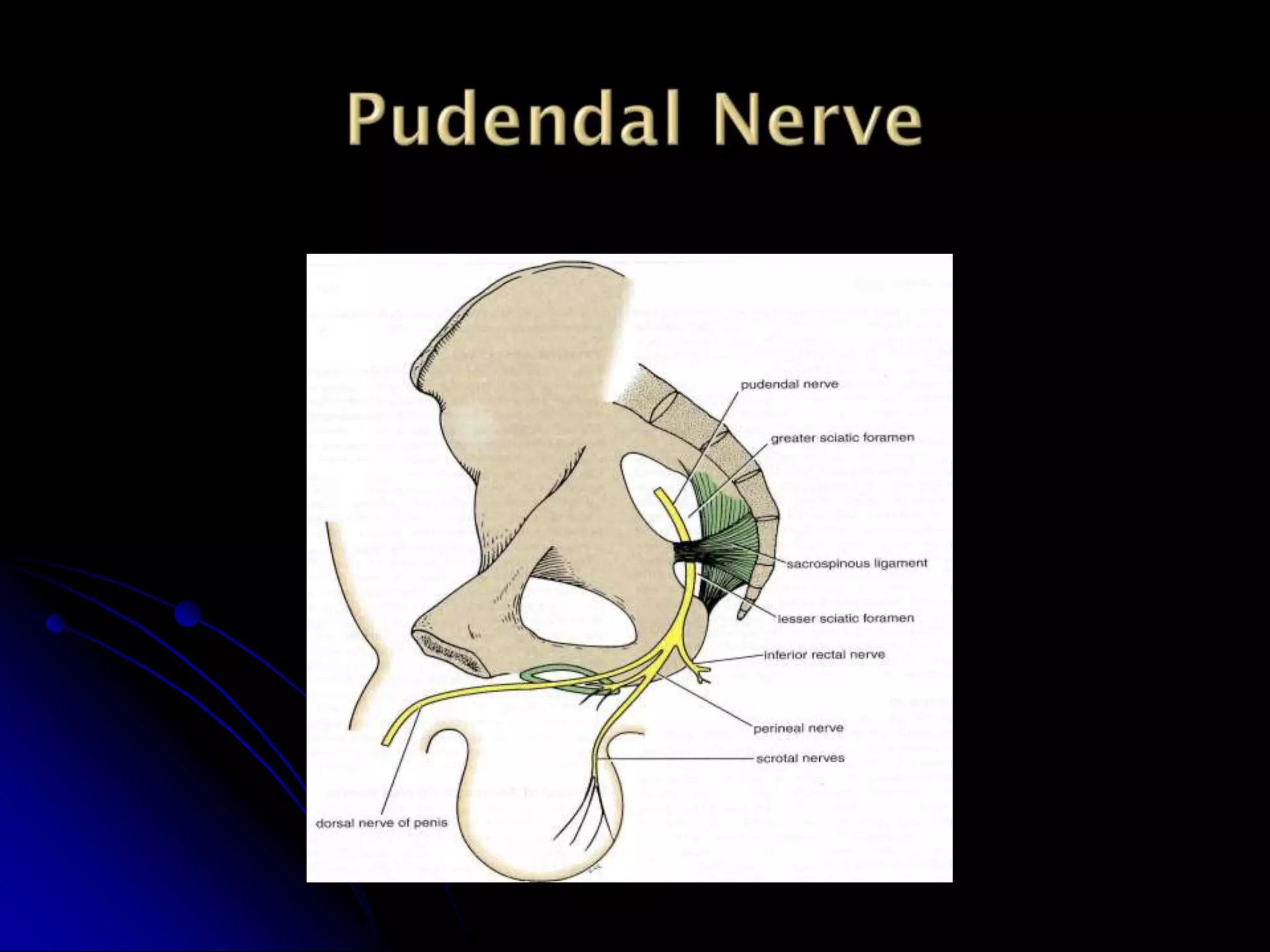 Ischiorectal-fossa.ppt