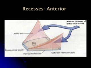 Ischiorectal-fossa.ppt