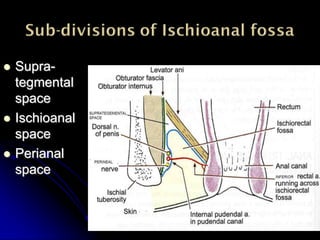 Ischiorectal-fossa.ppt