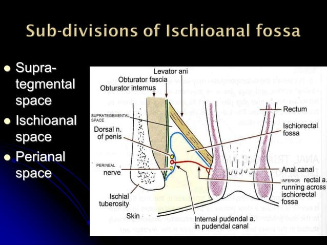 Ischiorectal-fossa.ppt | Death, Injury, or Military Conflict ...