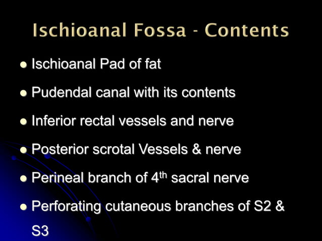 Ischiorectal-fossa.ppt | Death, Injury, or Military Conflict ...