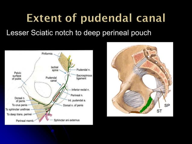 Ischiorectal-fossa.ppt | Death, Injury, or Military Conflict ...