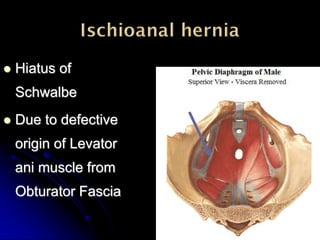 Ischiorectal-fossa.ppt