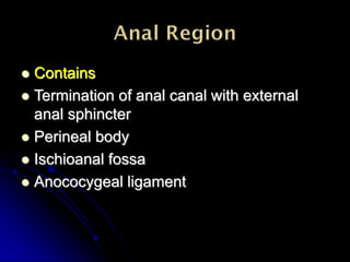 Ischiorectal-fossa.ppt