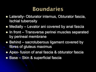 Ischiorectal-fossa.ppt
