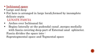 Ischiorectal fossa | PPTX