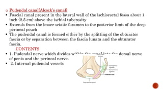 Ischiorectal fossa | PPTX