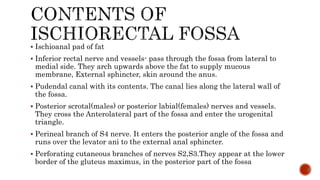 Ischiorectal fossa | PPTX