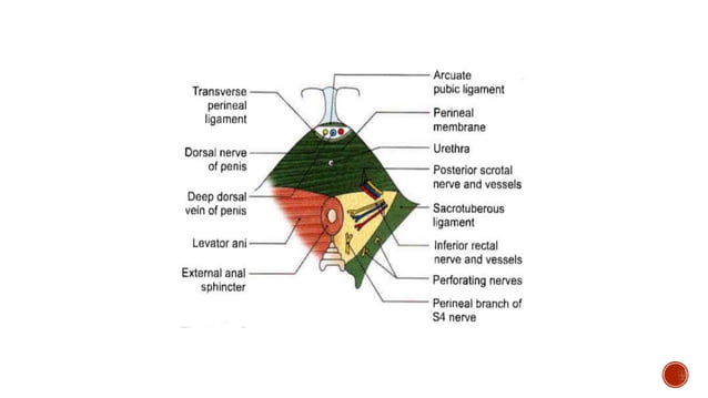 Ischiorectal fossa | PPTX