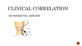 Ischiorectal fossa | PPTX