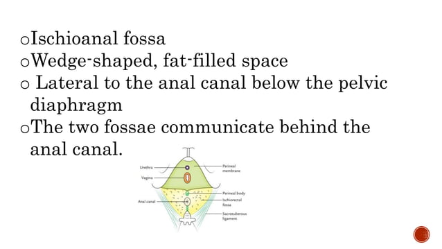 Ischiorectal fossa | PPTX