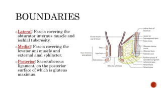 Ischiorectal fossa | PPTX