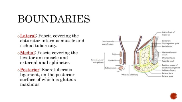 Ischiorectal fossa | PPTX