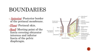 Ischiorectal fossa | PPTX