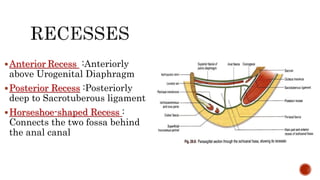Anterior Recess Of Ischioanal Fossa