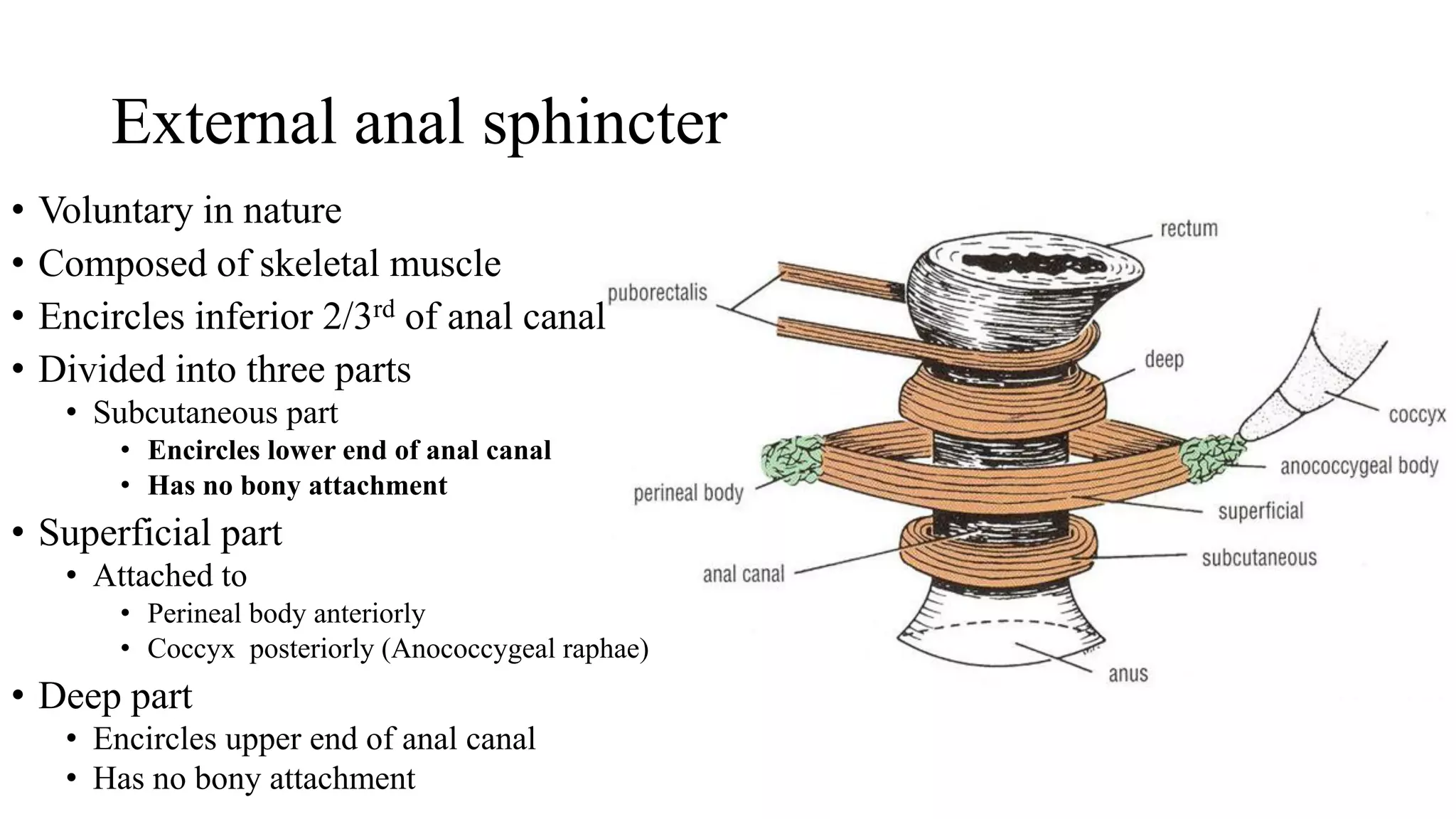 Ischio rectal fossa | PDF