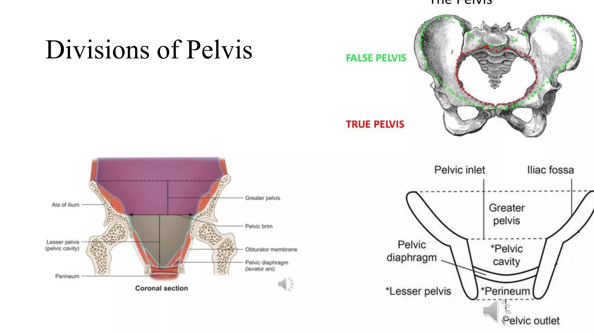 Ischio rectal fossa | PDF