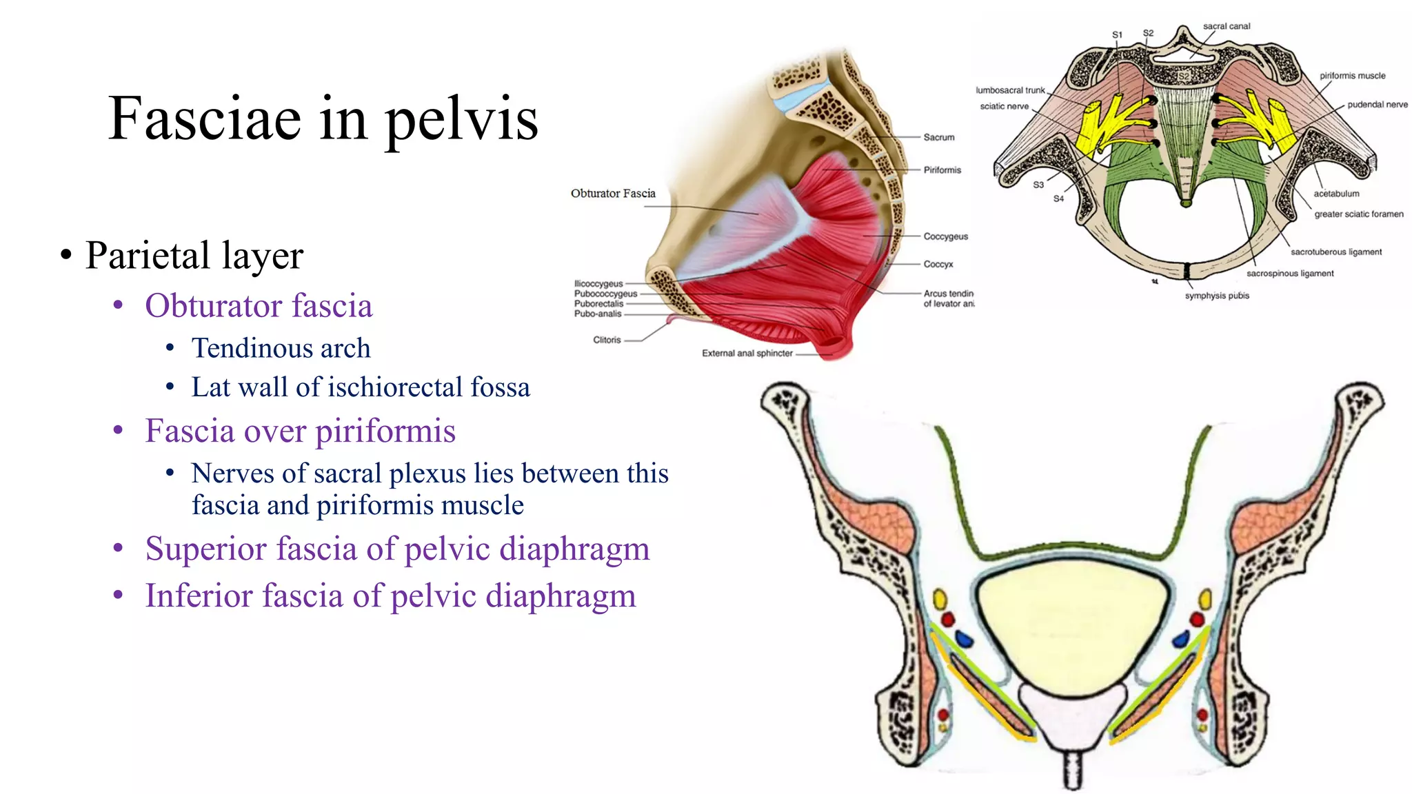 Ischio rectal fossa | PDF