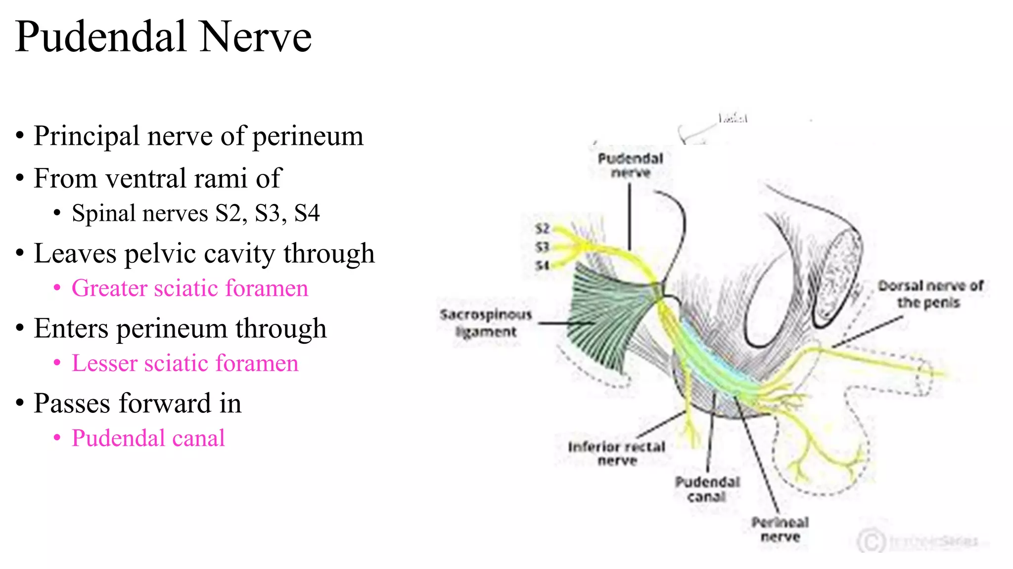 Ischio rectal fossa | PDF