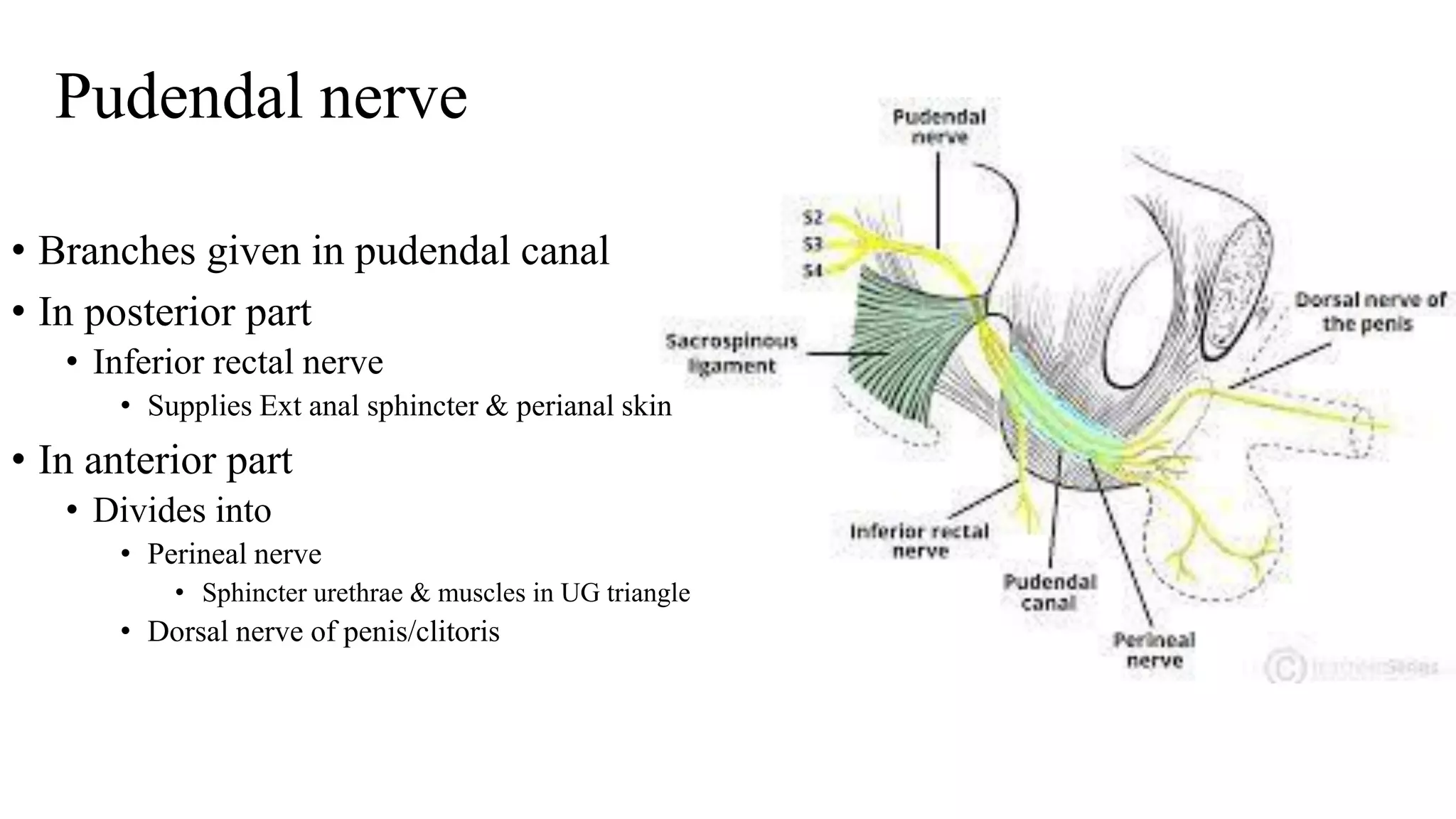 Ischio rectal fossa | PDF
