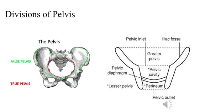Ischio rectal fossa | PDF