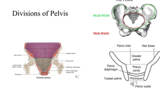 Ischio rectal fossa | PDF