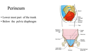 Ischio rectal fossa | PDF