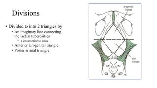 Ischio rectal fossa | PDF