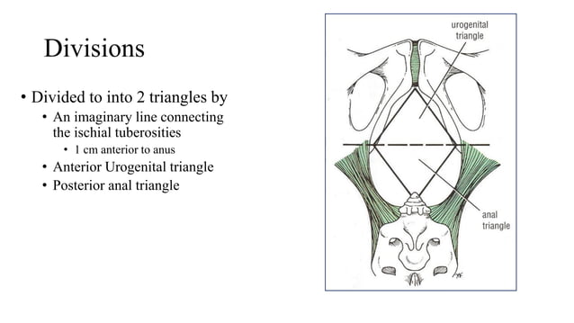 Ischio rectal fossa | PDF